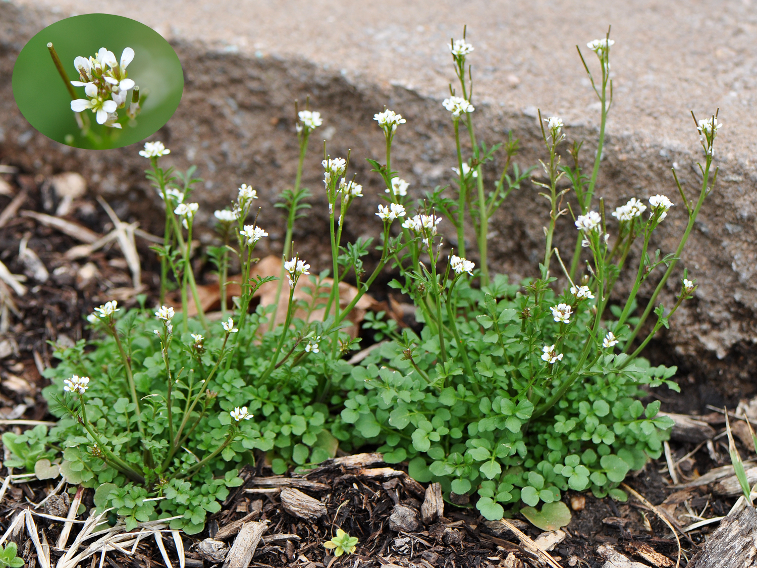 Cardamine Hirsuta File:Cardamine Hirsuta Plant2 (12083104396).jpg