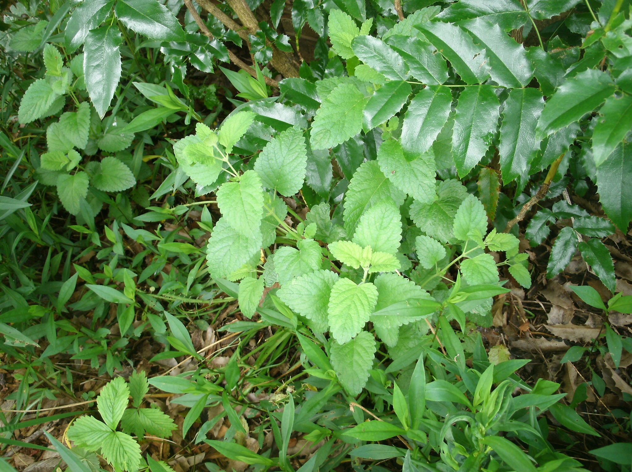 What’s That Weed? • Johnson Creek Watershed Council