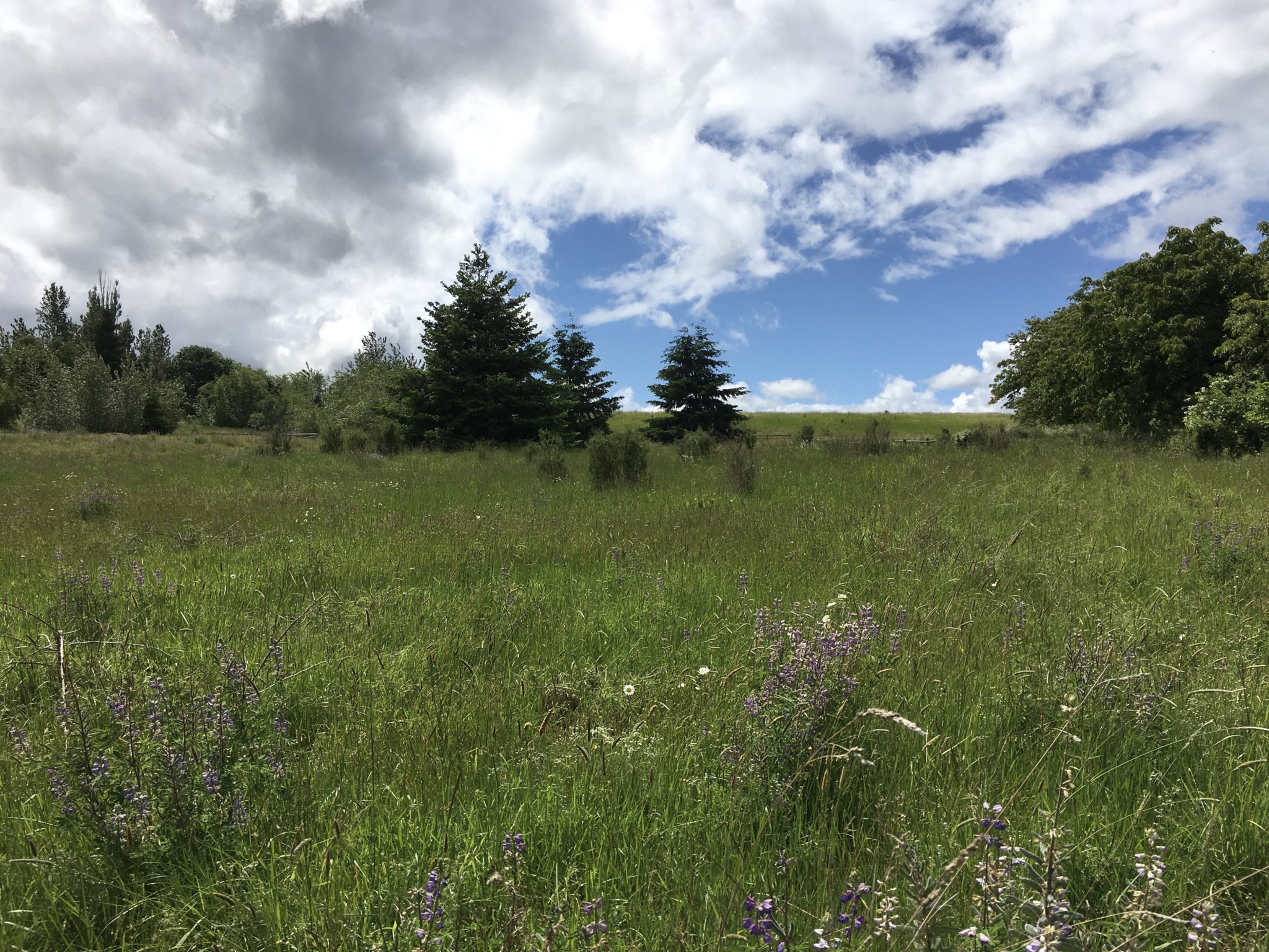 Three years of community science on Powell Butte • Johnson Creek ...