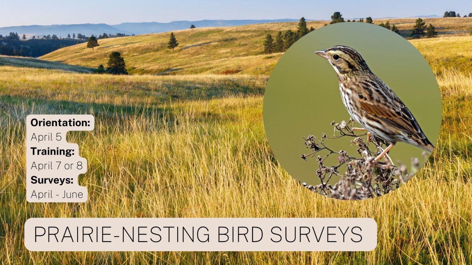 Event Full – Powell Butte Prairie Nesting Bird Surveys – Online ...
