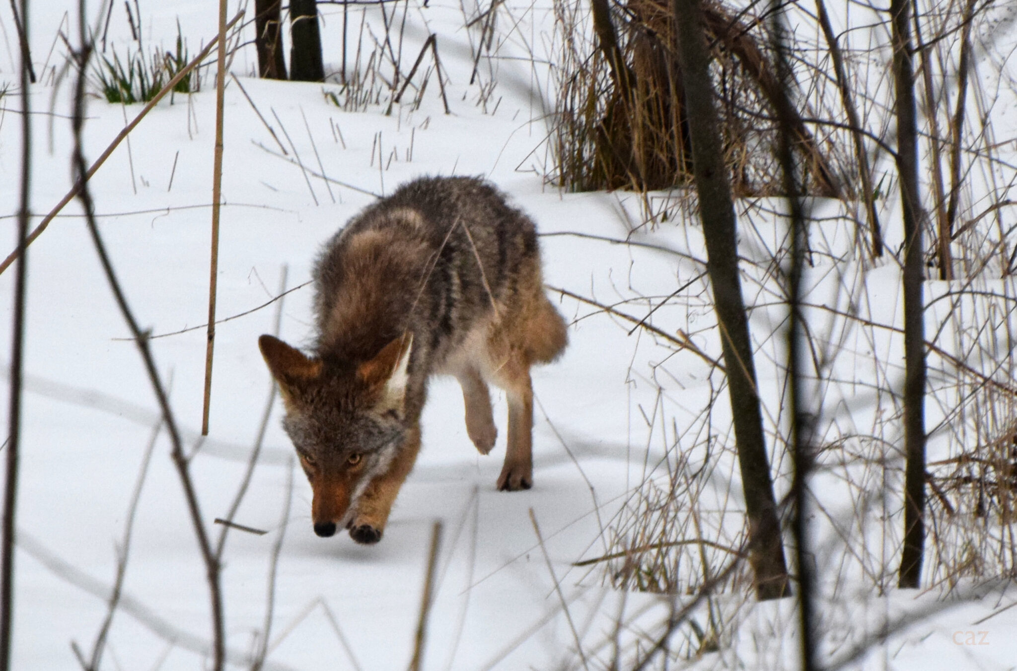 Coyotes Captured on Film at Johnson Creek • Johnson Creek Watershed Council