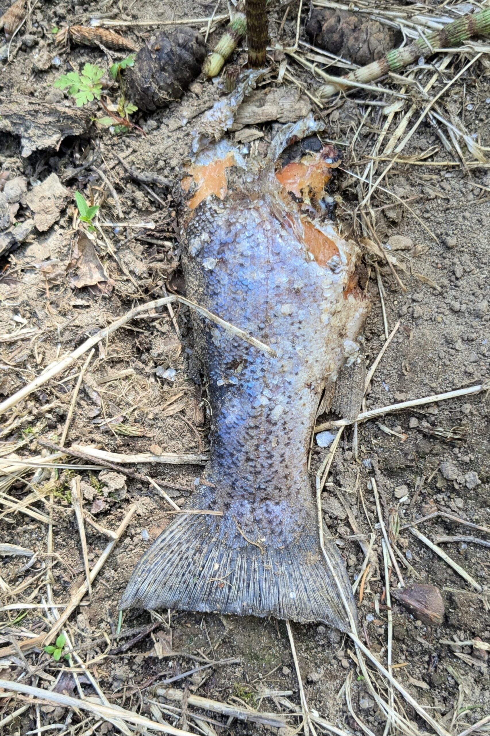 Are There Fish In There? • Johnson Creek Watershed Council